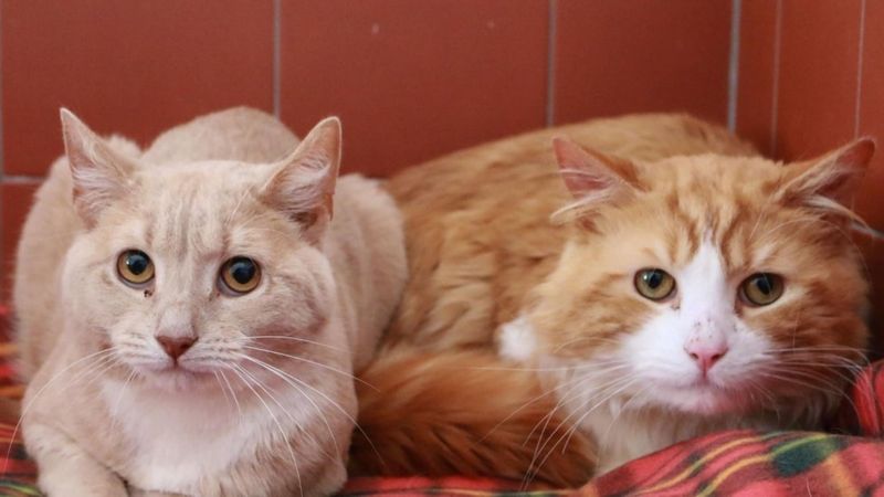 Twenty-five terrified and filthy cats rescued from dingy flat, RSPCA ...