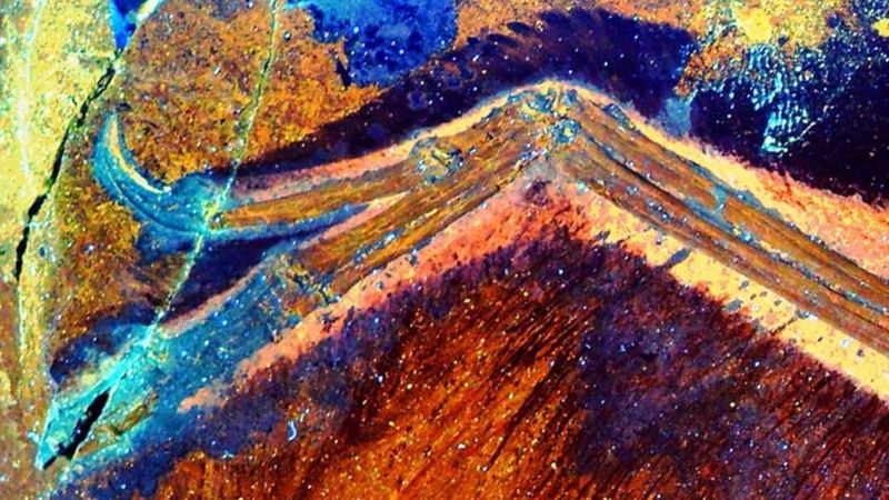 'Best ever' view of what a dinosaur really looked like - BBC News