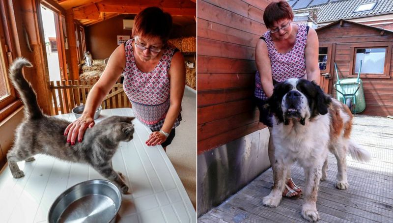 'The Little Old Ones': Belgium's retirement home for elderly animals ...