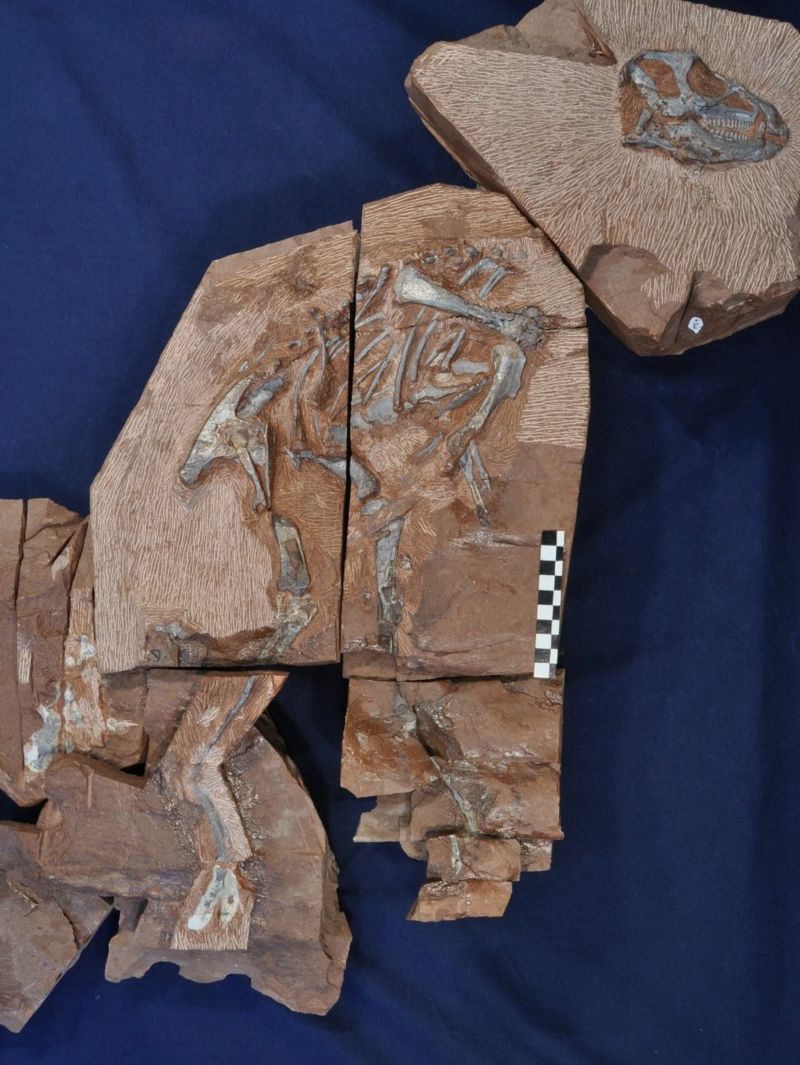 X-rays reveal complete dino skeleton - BBC News