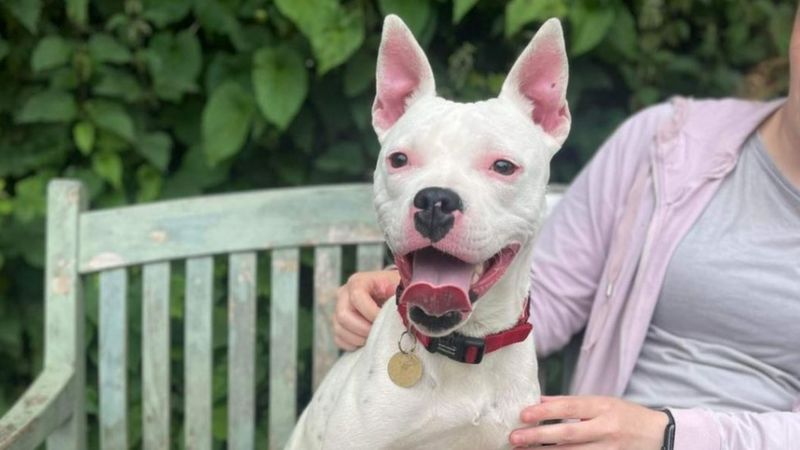 Liverpool charity overwhelmed by dogs due to cost of living - BBC News