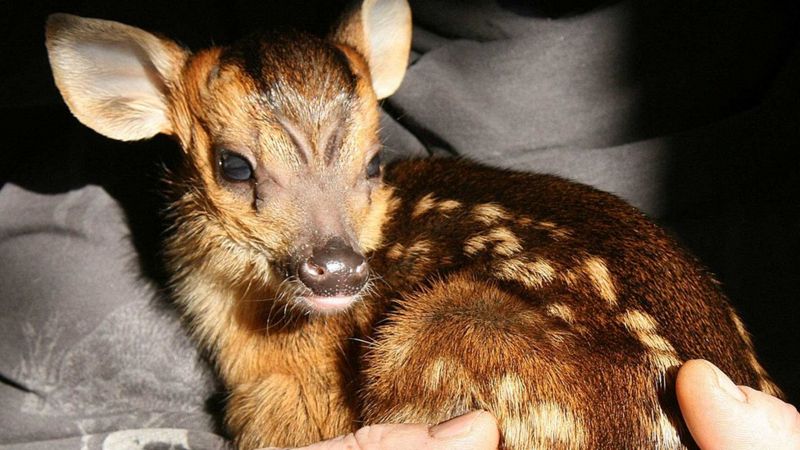 Dead doe's fawn saved by roadside Caesarean in Cromer - BBC News