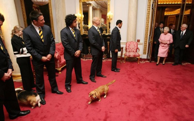 Corgis: How the Queen fell in love and started a phenomenon - BBC News