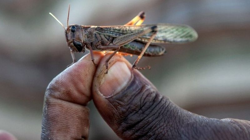 The Ugandan love of grasshoppers - and how to harvest them - BBC News