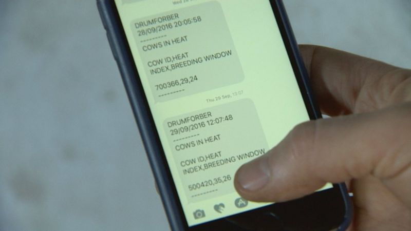 Pedometers used to boost cow breeding - BBC News