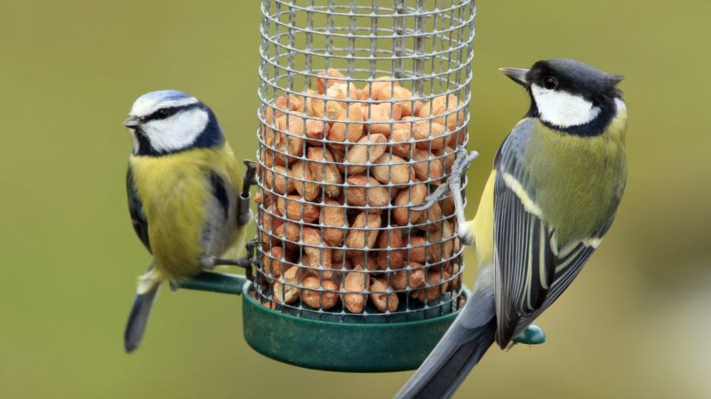 RSPB Big Garden Birdwatch 2024: Your pictures - BBC News