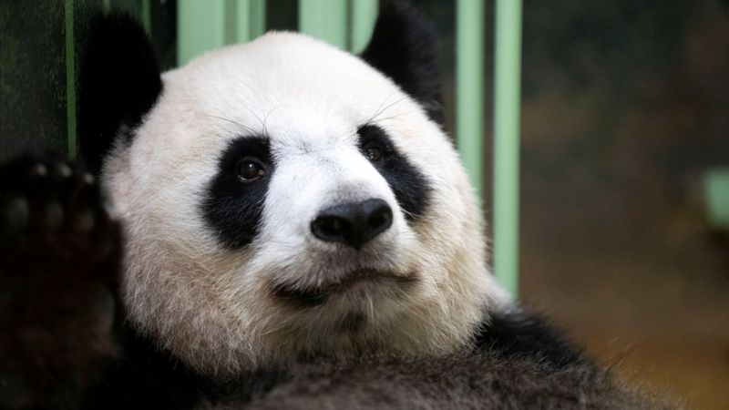 Baby pandas born at Beauval Zoo - BBC Newsround