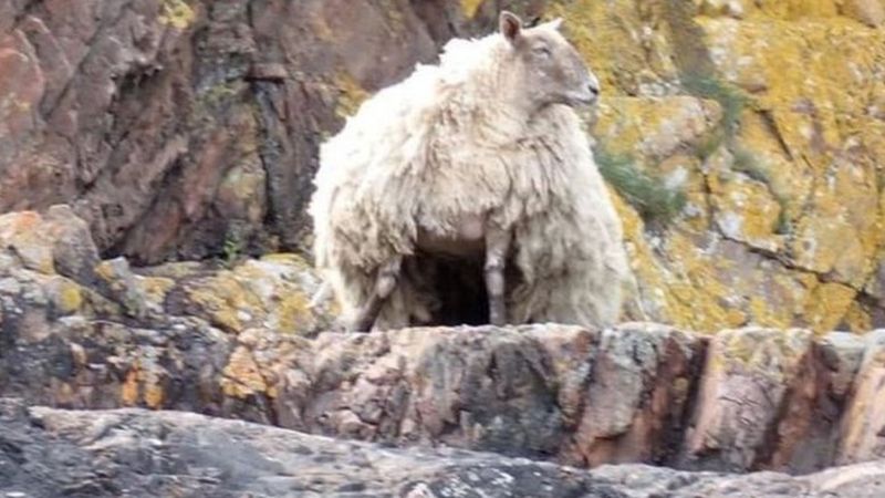 Resc-ewed: Britain's loneliest sheep saved from shoreline - BBC News