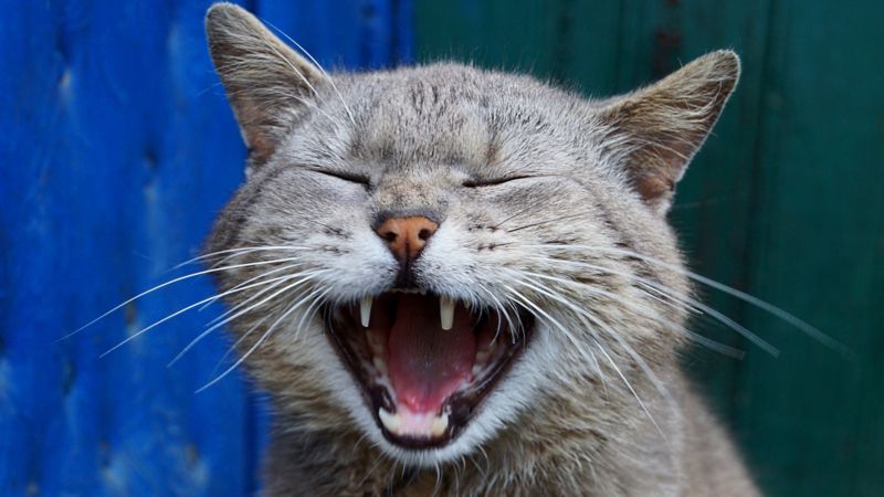 All cats in UK will have to be microchipped under new rules - BBC Newsround