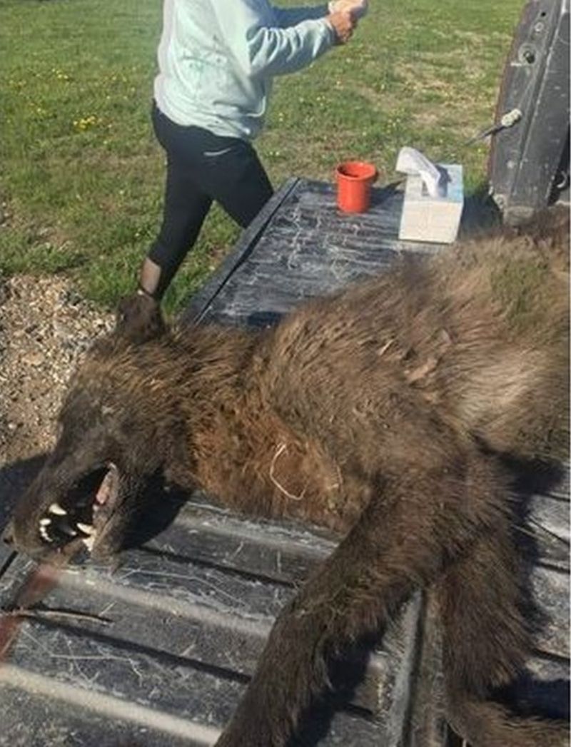 'Wolf-like' creature shot near Montana ranch puzzles experts - BBC News