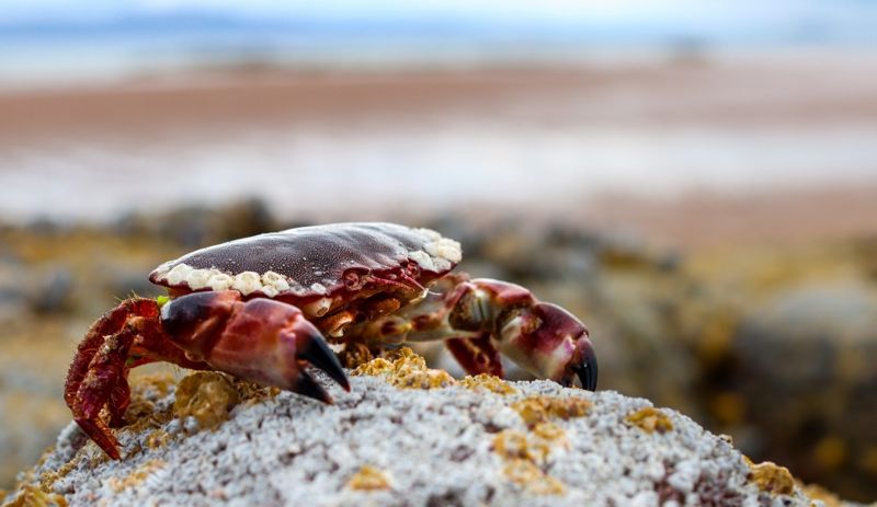Your pictures of Scotland: 5 - 12 May - BBC News
