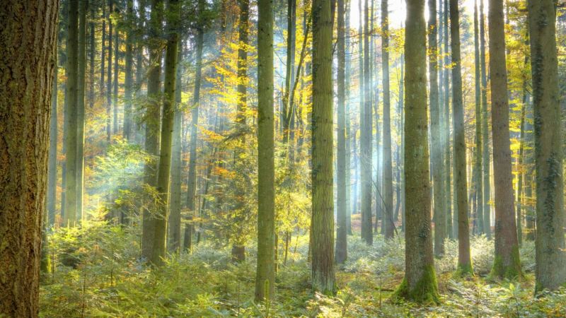 Scottish climate campaign to highlight net-zero benefits - BBC News