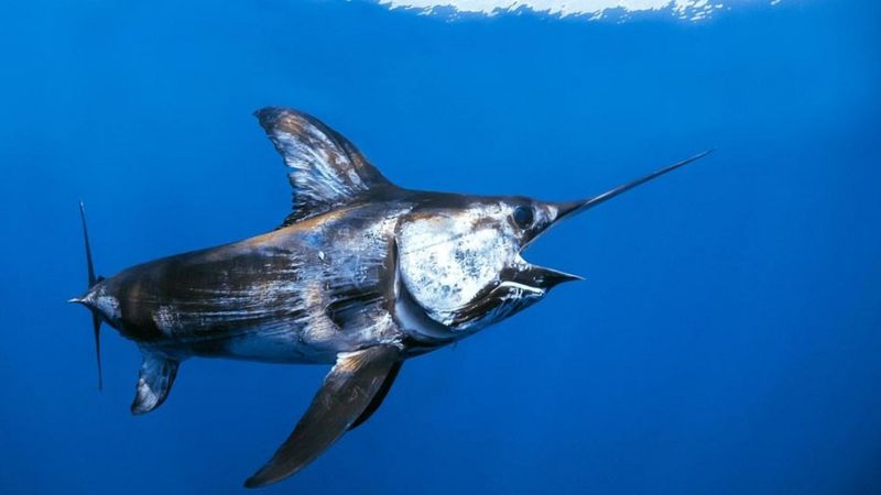 Rare sighting of swordfish in Scottish waters off Inverbervie - BBC News