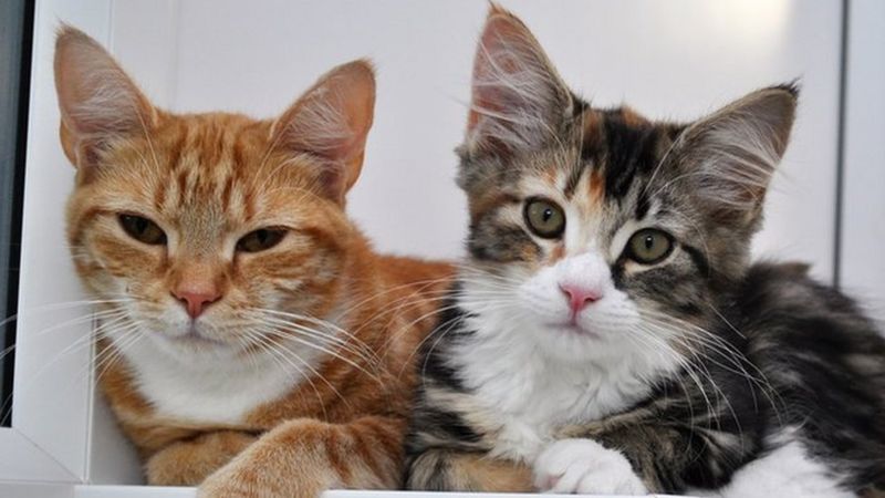 More than 100 cats waiting for place with Southampton rescue charity ...