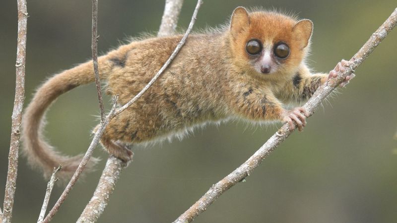 Biodiversity: Rising tide of extinctions on Madagascar - BBC News