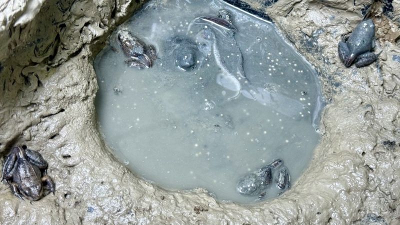 Caribbean Mountain frogs that taste like chicken bred at London Zoo ...