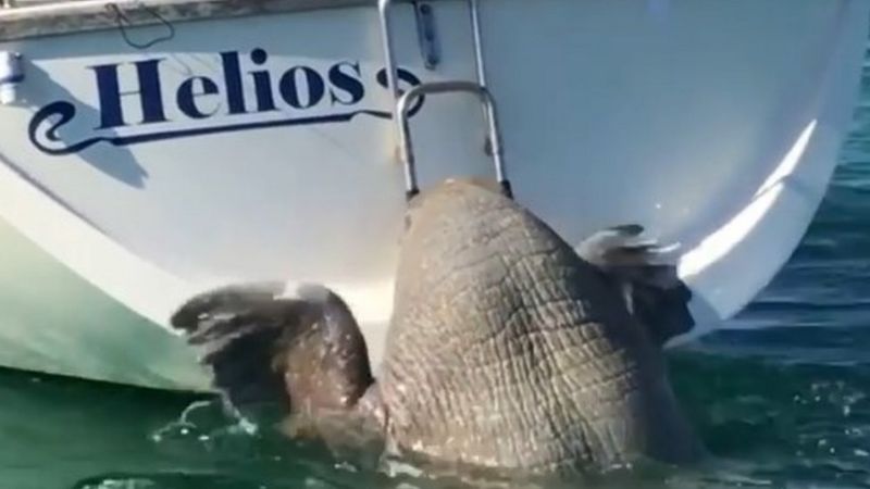 Isles of Scilly: Wally the walrus spotted off beach - BBC News