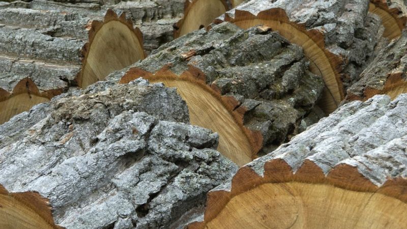 Five things we've learned from nature crisis study - BBC News