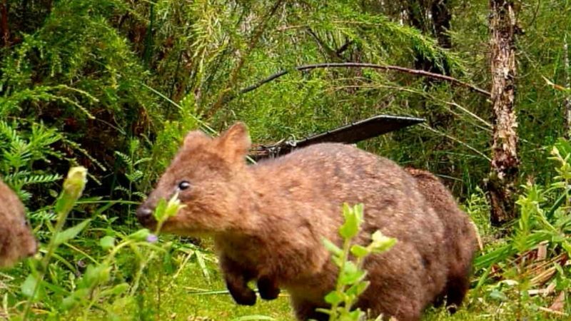 Quokka sighting brings hope for Northcliffe population - BBC News