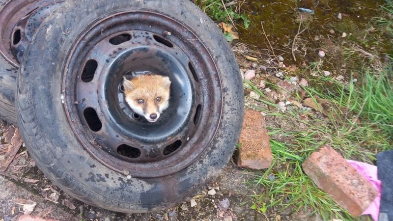 Trapped fox cut free from tyre cubby hole in Selly Oak - BBC News