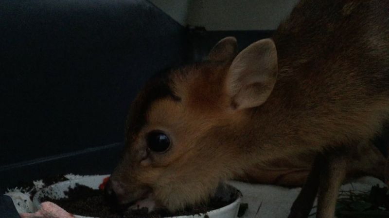 Baby deer doing well after being found by Labrador - BBC News