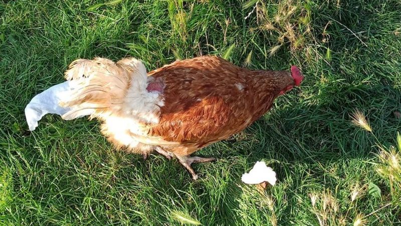 Chicken rescued after being found in Chelmsford park bin - BBC News