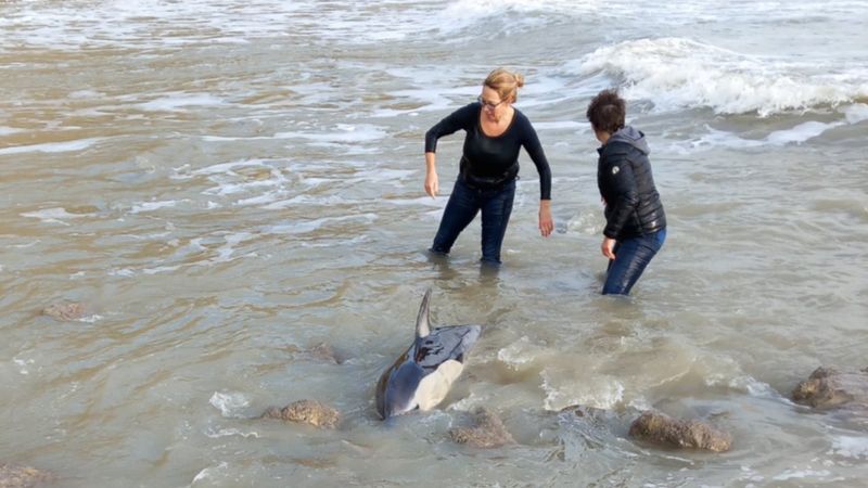 Sussex coastal walkers rescue trapped dolphin - BBC News