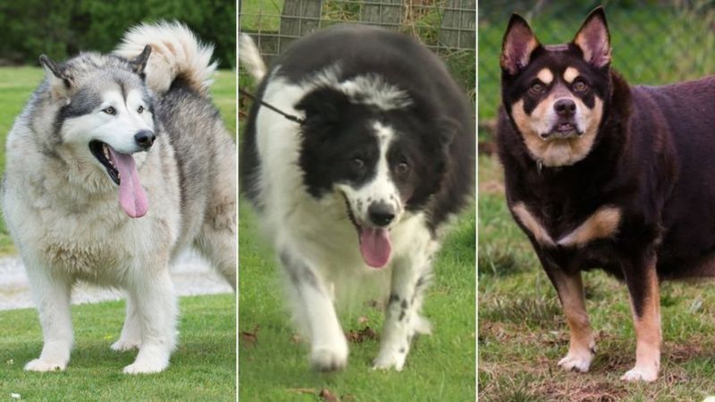 Fat dog George 'gorged on pasties and pies' - BBC News