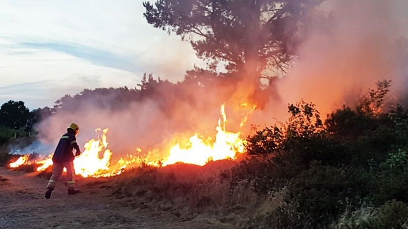 Crews tackle woodland blaze in Swynnerton Old Park, Staffordshire - BBC ...