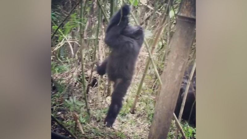 Orangutans produce sounds 'like beatboxers', Warwick team finds - BBC News