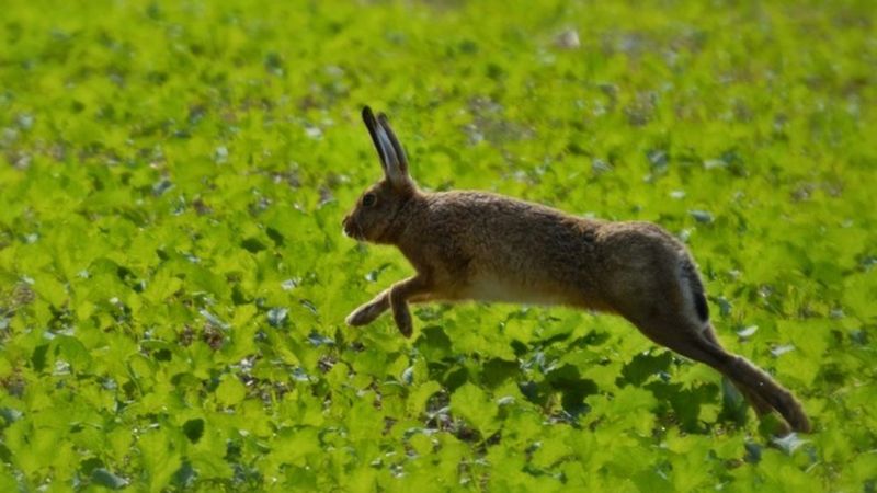 ¿Cuáles son los animales que pueden saltar más alto? - BBC News Mundo