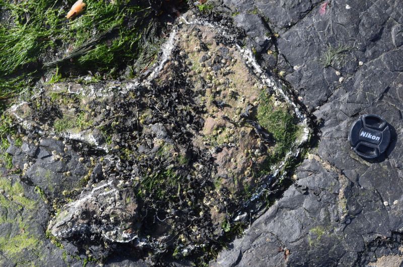 Researchers discover 'dinosaur stomping ground' on Skye - BBC News