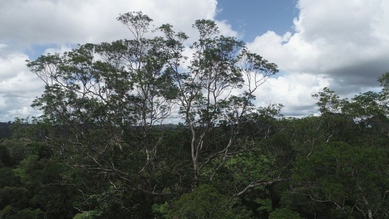 Swansea scientist helps protect Amazon's tallest trees - BBC News