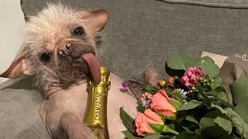 Britain's ugliest dog: Peggy the pugese is the winner! - BBC Newsround