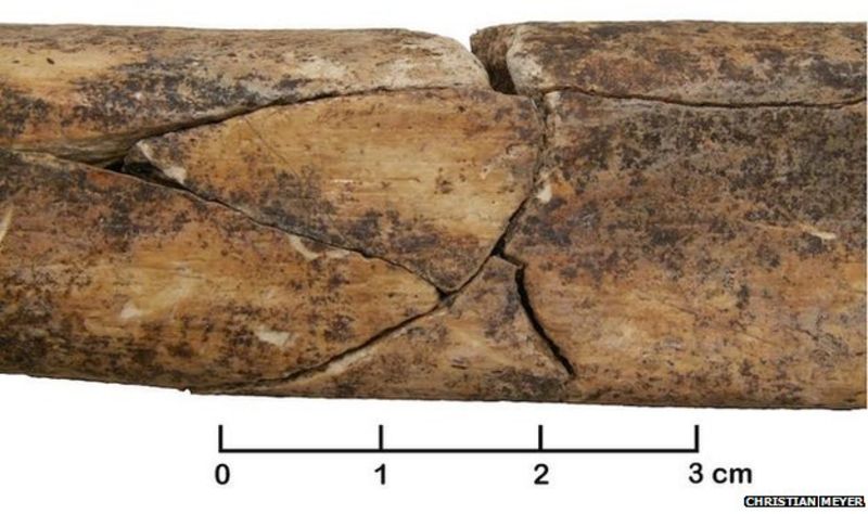 German mass grave records prehistoric warfare - BBC News