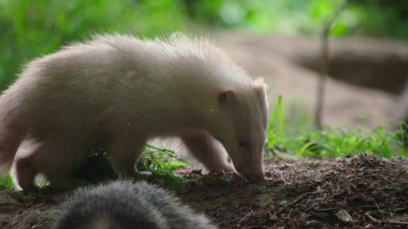 Springwatch 2020: Check out some of these amazing moments - BBC Newsround