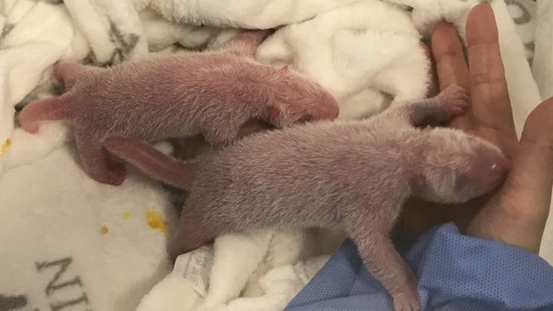 Coronavirus: Pandas mate in lockdown at Hong Kong zoo after ten years ...