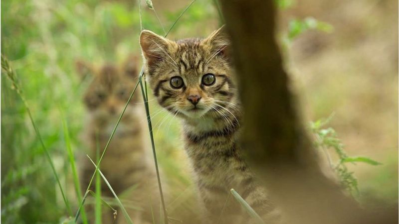 Conservation: Wildcat kittens to be reintroduced in England - BBC Newsround