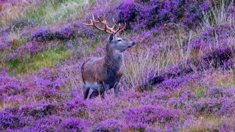 Your pictures of Scotland 28 August - 4 September - BBC News