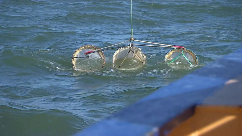 Plastic oceans: What do we know? - BBC News