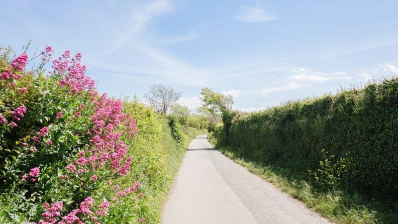 Hedgerows: Campaigners call for more hedgerows to help biodiversity ...