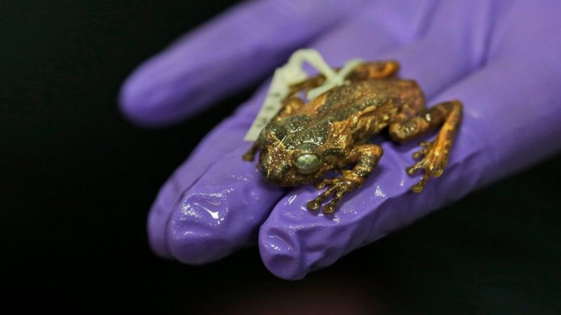 'Extinct' tree frog rediscovered in India after 137 years - BBC News