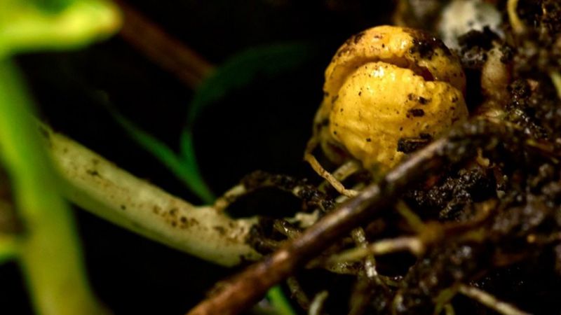 Pea power: Can the humble crop save the planet? - BBC News