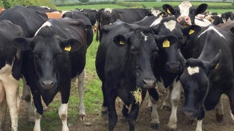 Bovine TB: Young farmer in tears after TB hits 55 cows - BBC News