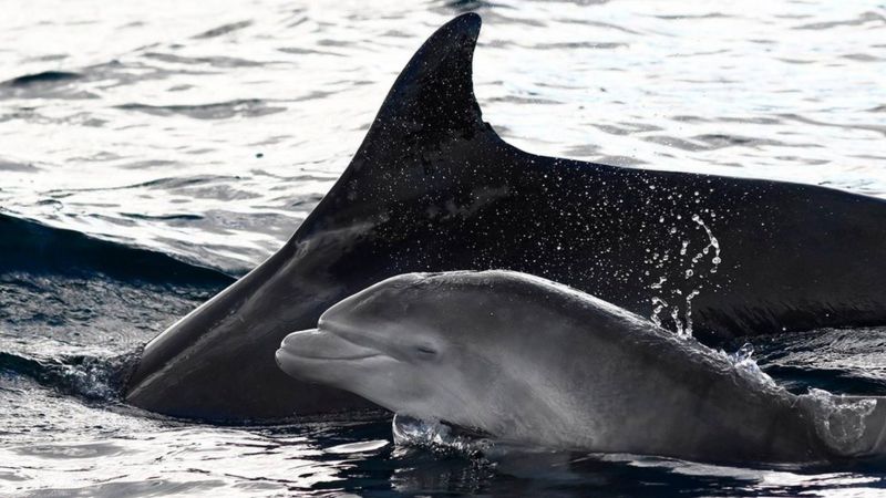 Sunburned dolphin Spirtle shows signs of healing - BBC News