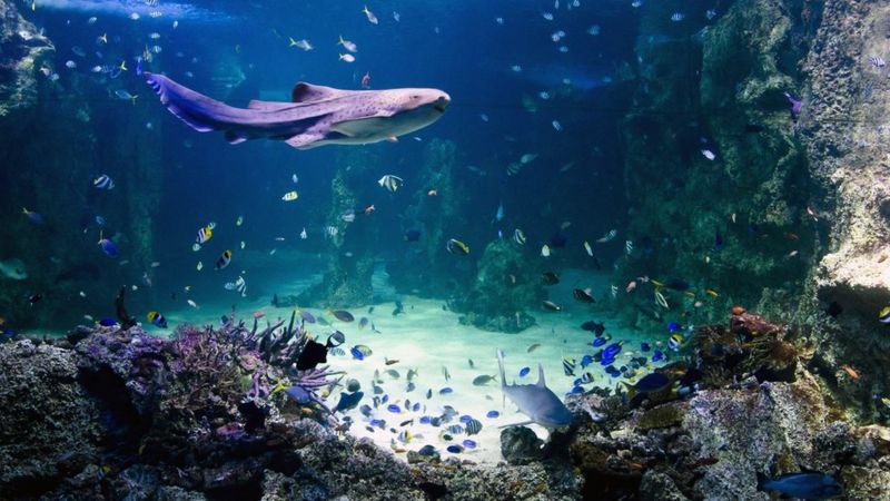 What is behind a spike in Australian shark attacks? - BBC News