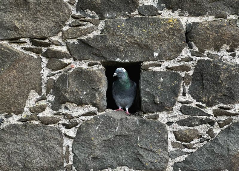 Your pictures of Scotland: 6 -13 May - BBC News