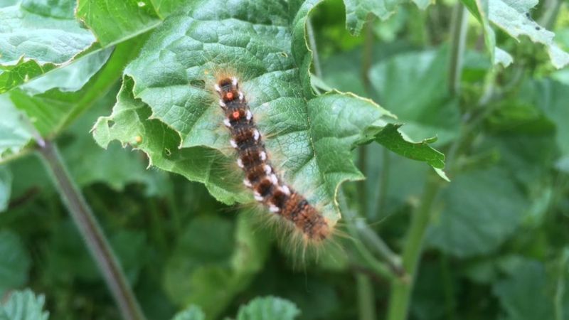 Invasion of toxic caterpillars closes parts of seaside town - BBC News