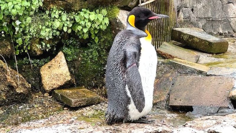 Cotswolds penguin could be crowned best in the world - BBC News