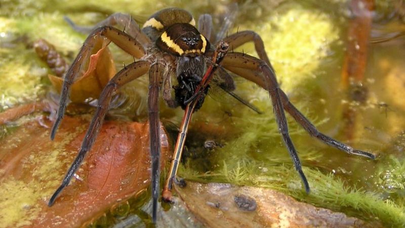 Rare Fen raft spider population boosted in Norfolk - BBC News